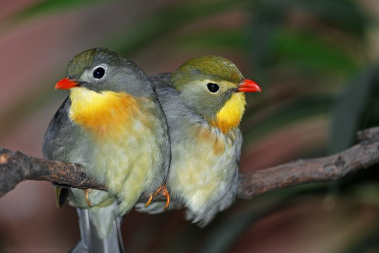 Pekin Robin - Αηδονι Πεκινου ( Leiothrix lutea).