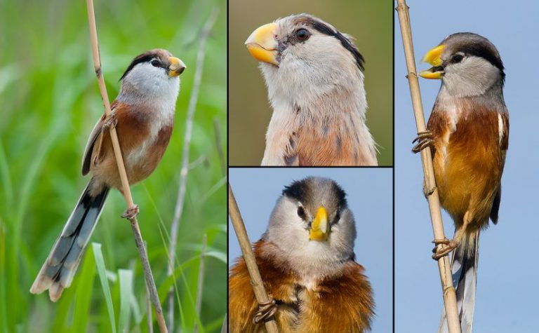 Parrotbill το σπάνιο πτηνό που εντοπίστηκε στην Κίνα.