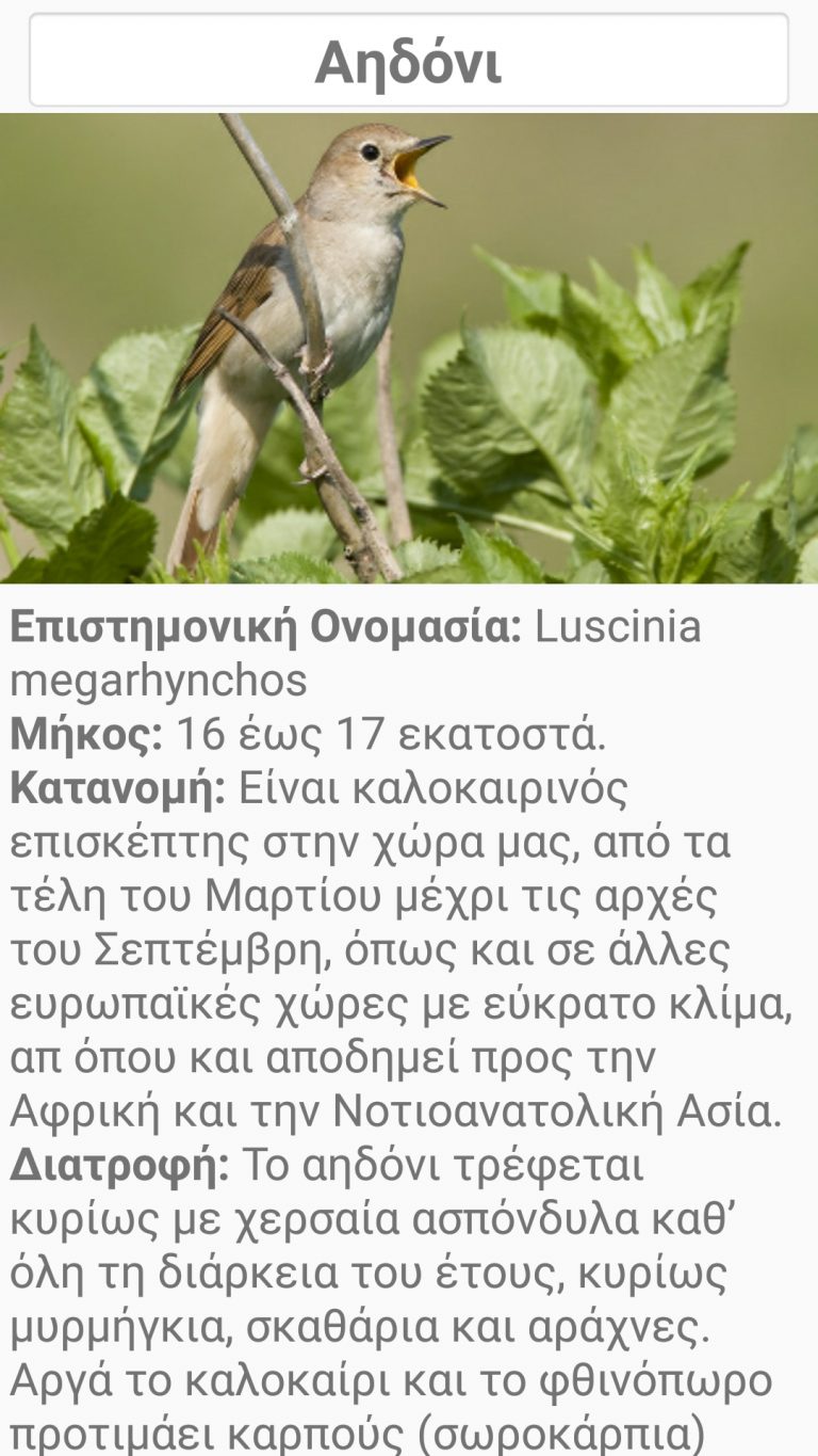 Τα 37 πιο γνωστά πουλιά της Ελλάδος!!