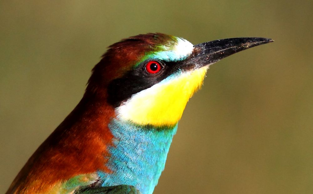 Μελισσοφάγος (Merops apiaster).